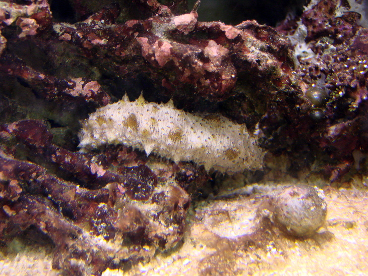 Holothuria floridana - Alchetron, The Free Social Encyclopedia